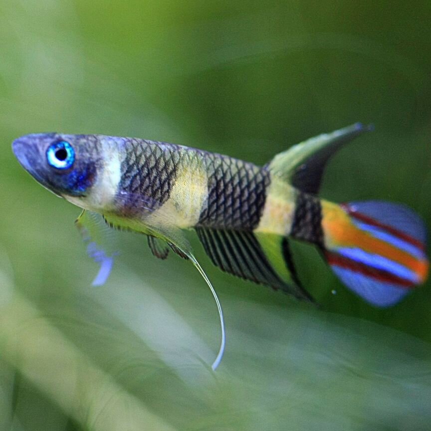 Эпиплатис факельный. Аквариумная рыбка