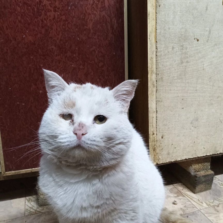 Ласковый котик ищет дом