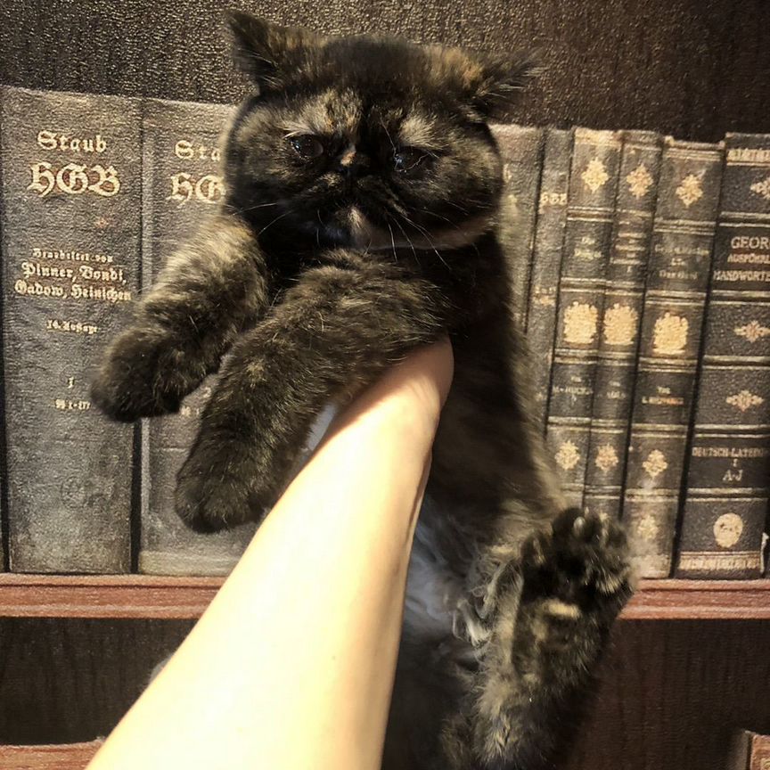 Екзотическая кошечка