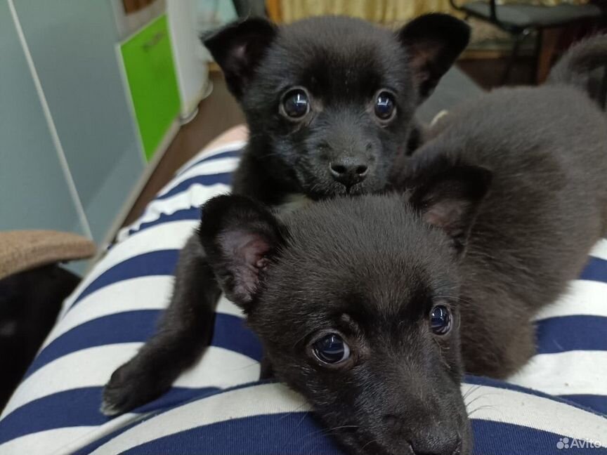 Щенки шпица