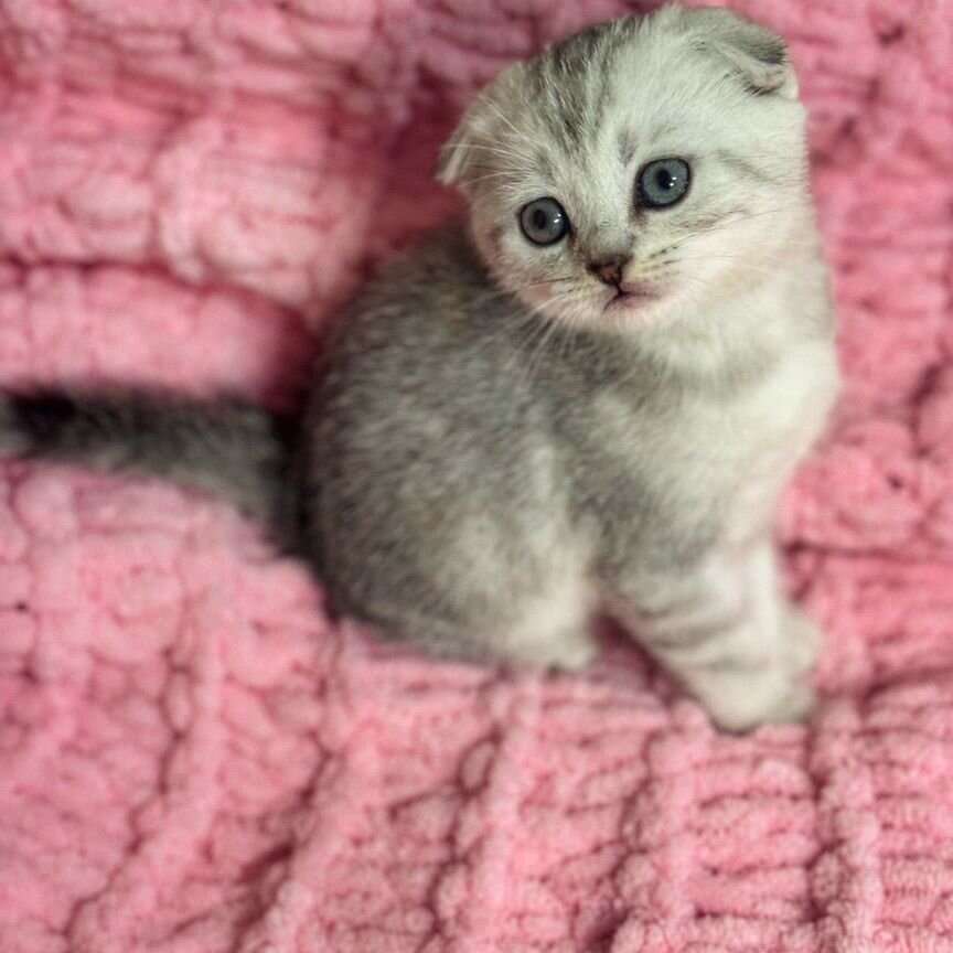 Шотландские вислоухие котята