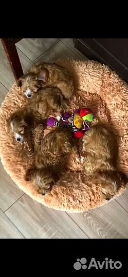 Мини кавапу, мальтипу