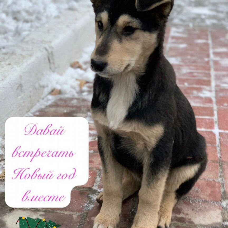 Щенок преданный друг для вас