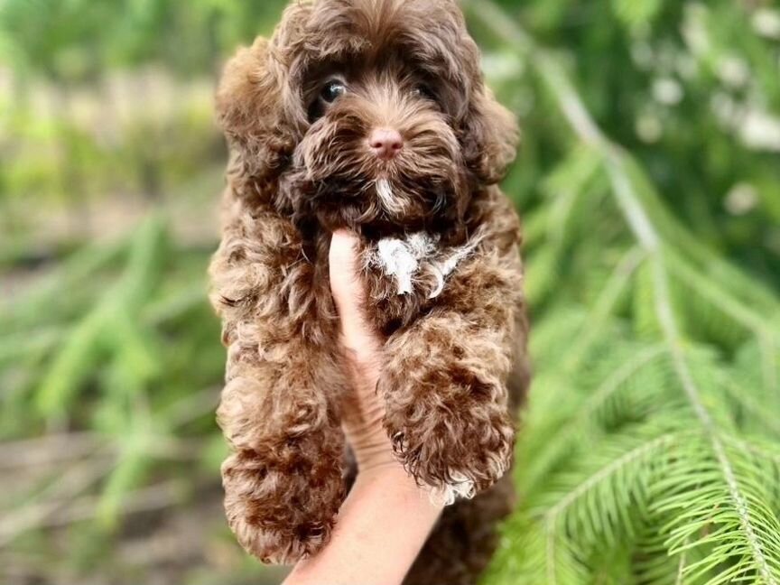 Собака тикап мальтипу