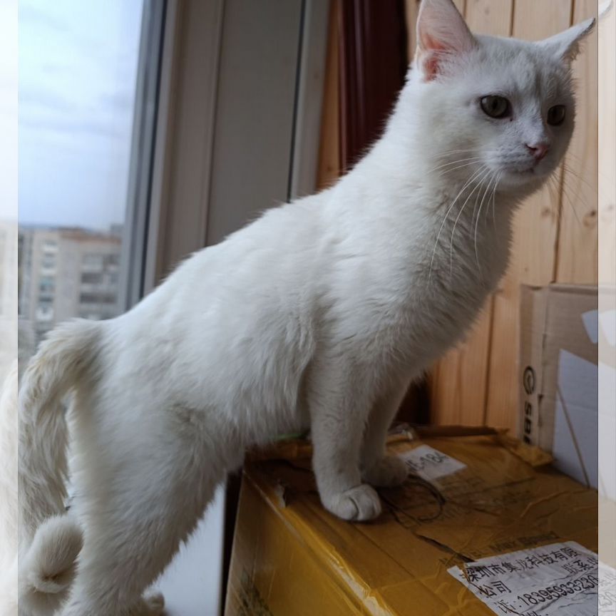 Взрослый кот в добрые руки