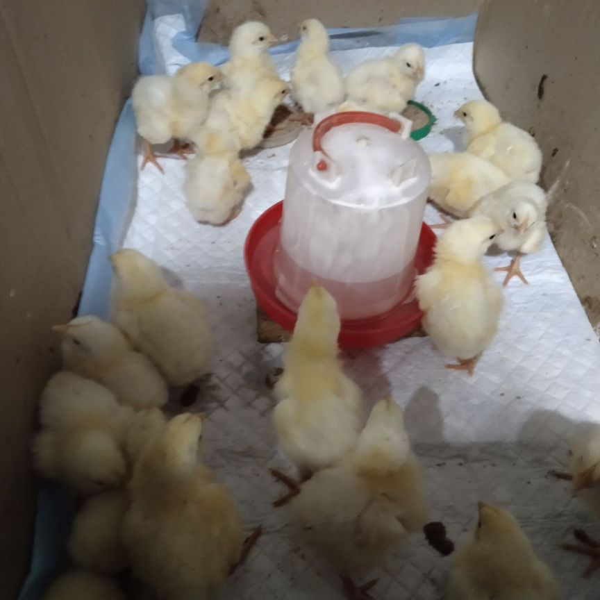 Цыплята бройлеры кобб 500 импорт вывелись 24 мая