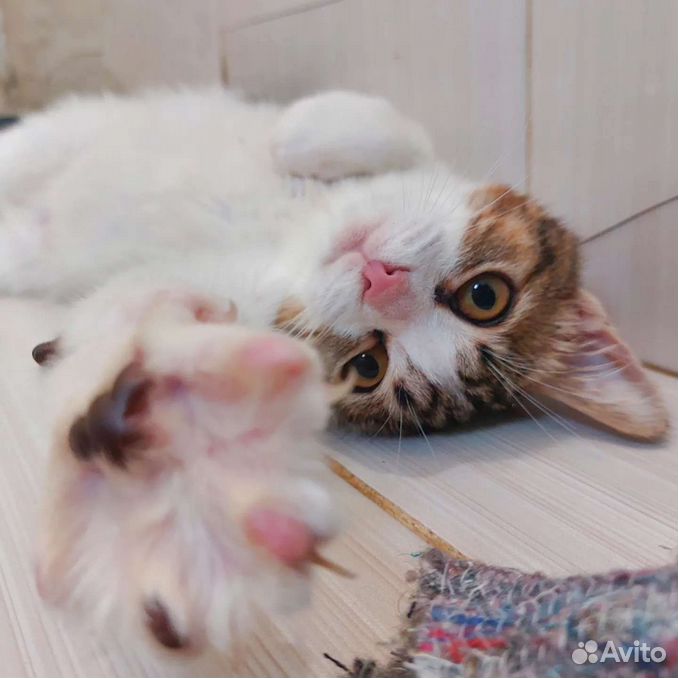 Котенок Манки ищет дом