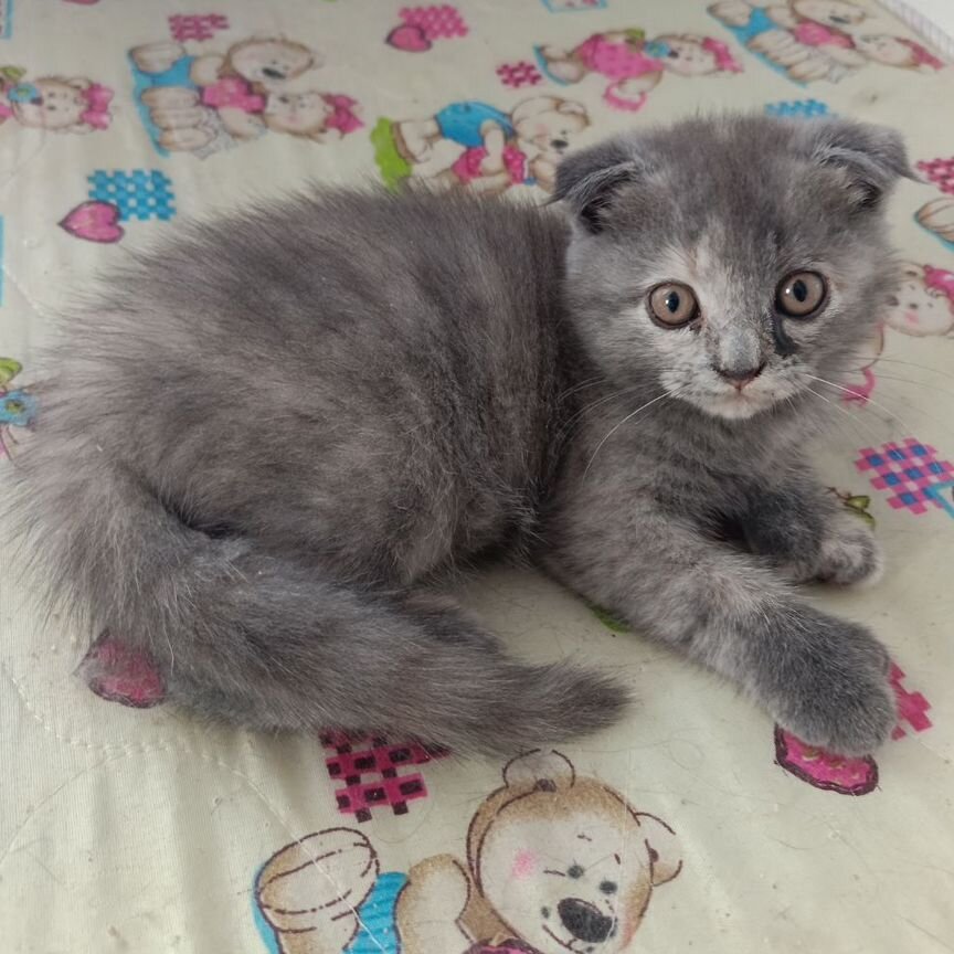 Шотландский вислоухий длинношёрстный котёнок