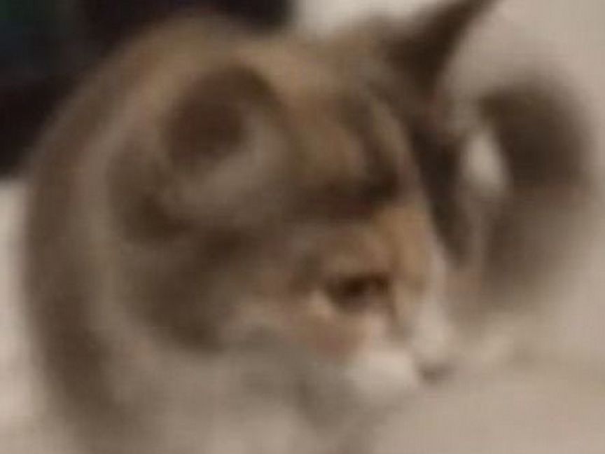 Котенок