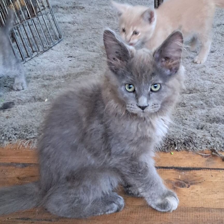 Мейн-кун котёнок
