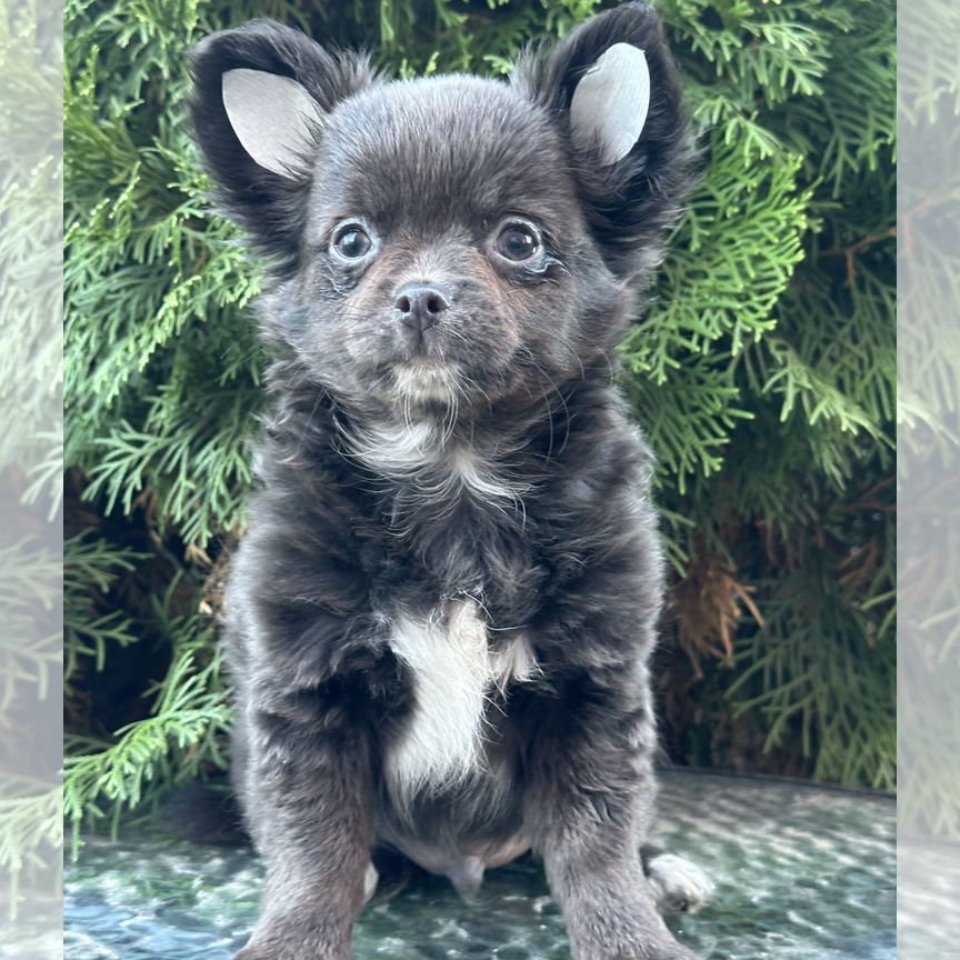 Чихуахуа, щенок