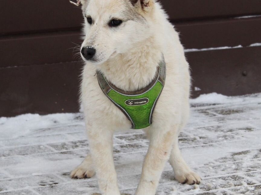 Белочка