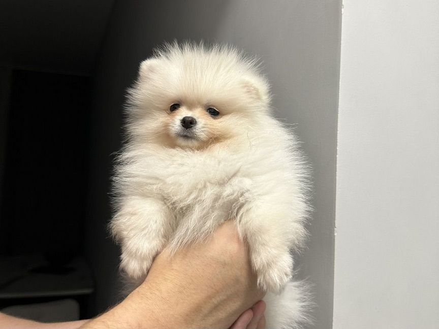 Щенок шпица девочка РКФ