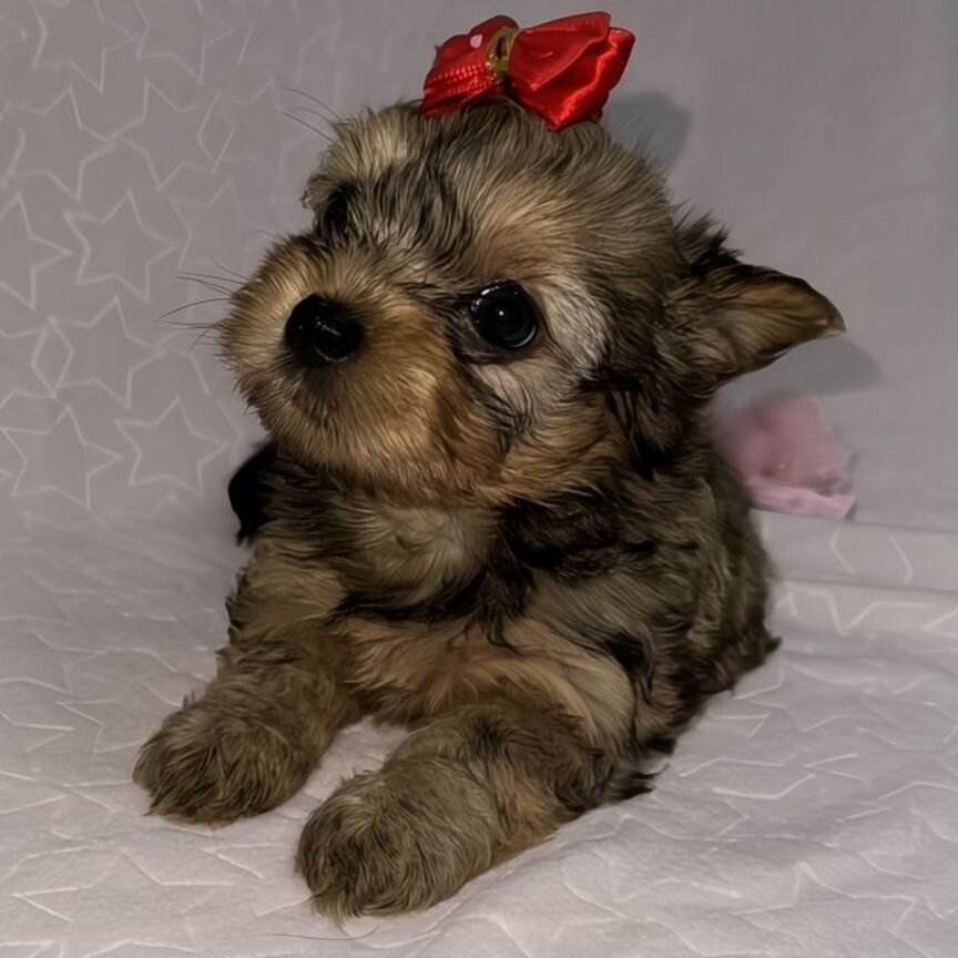 Бивер-йоркширский терьер, щенок