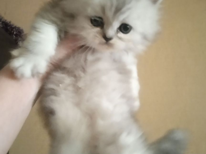 Шотландские длинношерстные котята