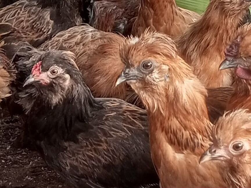 Цыплята бентамок