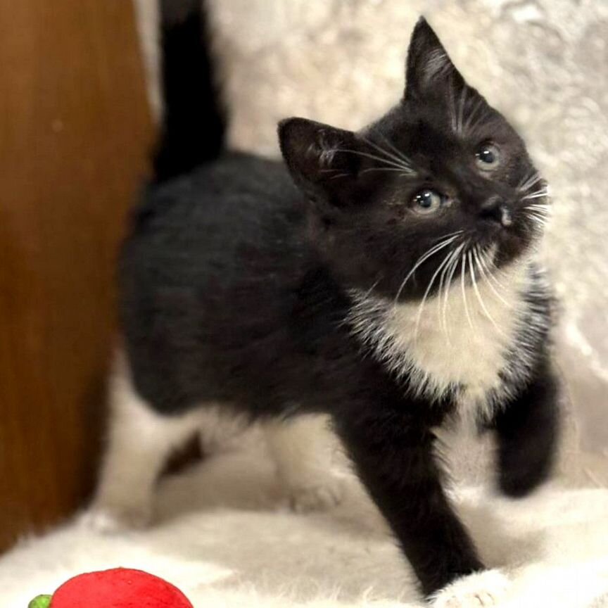 Котёнок в добрые руки