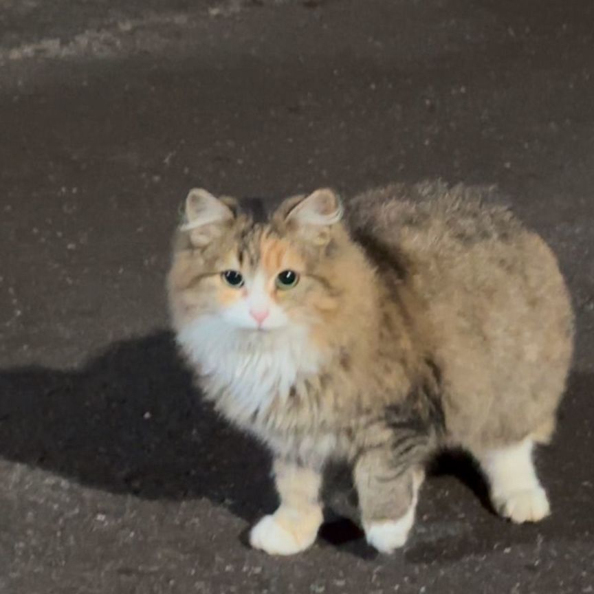 Прекрасный котенок девочка
