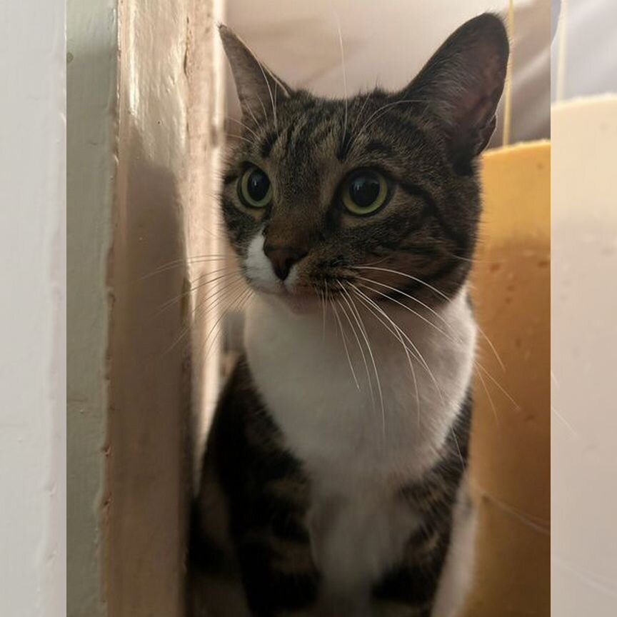 Кошка Рита ищет дом