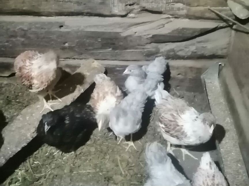 Виандот золотистый и серебро