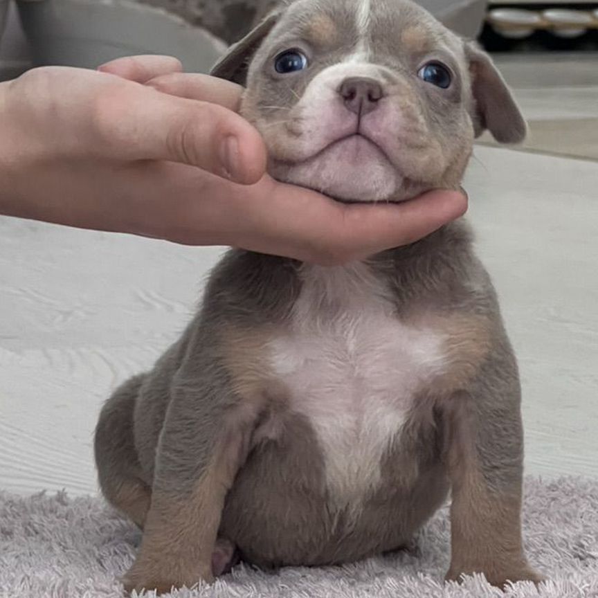 Американский булли, щенок