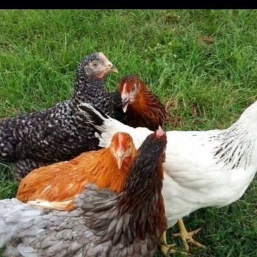 Куры несушки