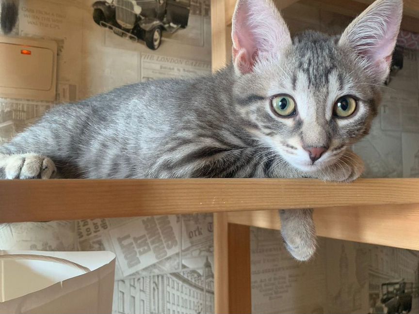 Котенок Перчик в добрые руки