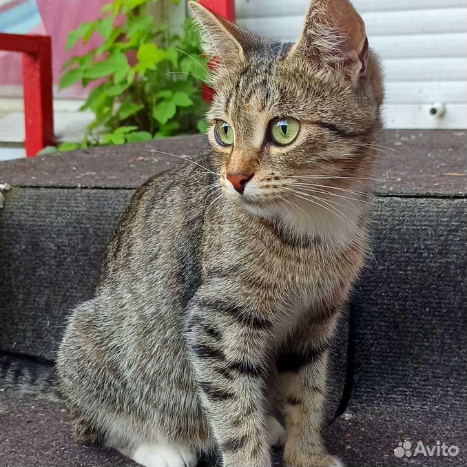 SOS бывшедомашняя кошка Нимфа пропадает на улице