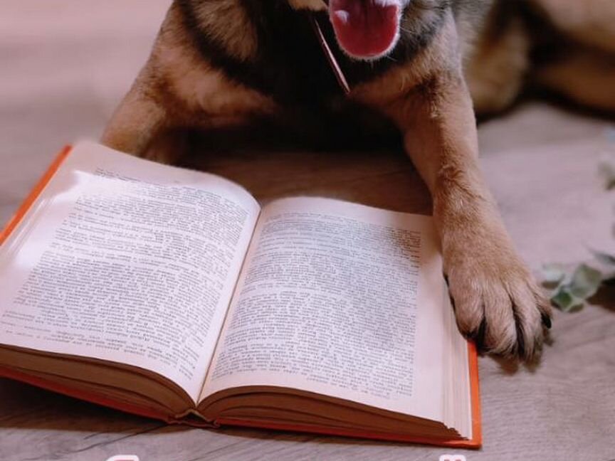 Французская овчарка