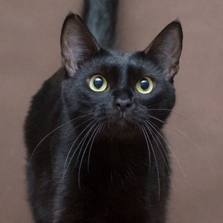 Симба 2 года