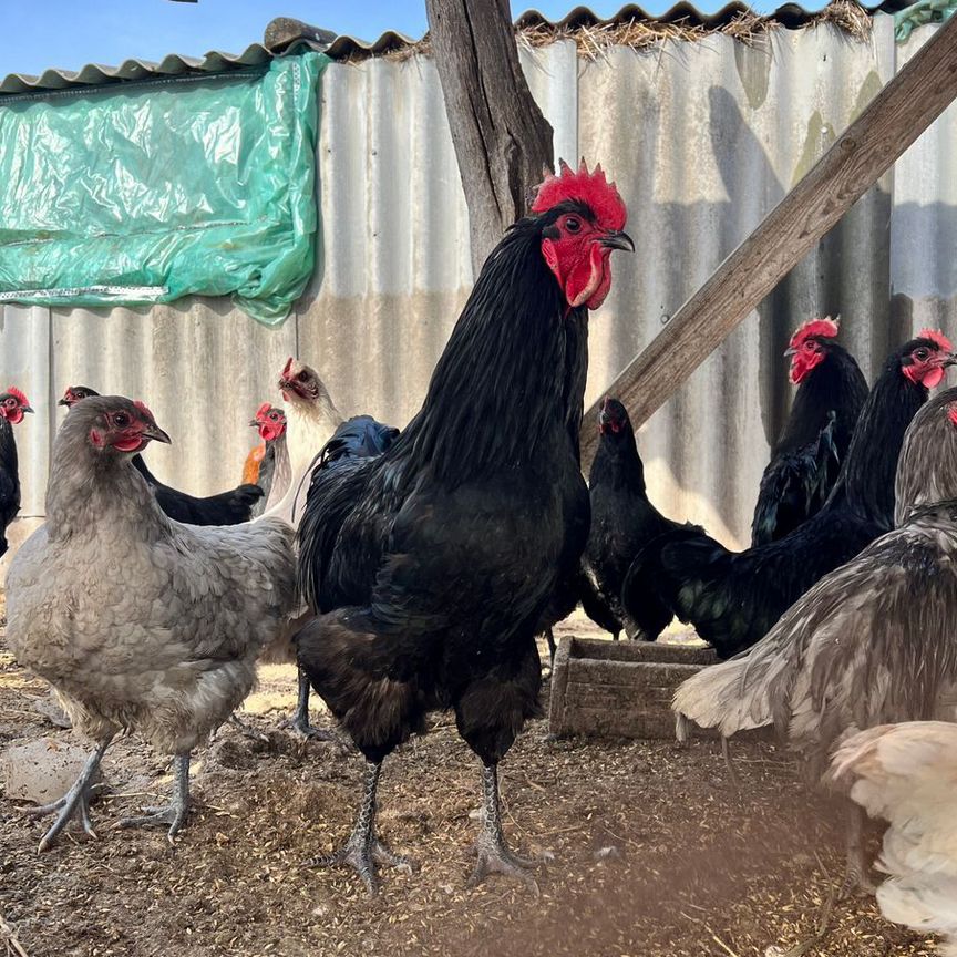 Петух джерсийский гигант