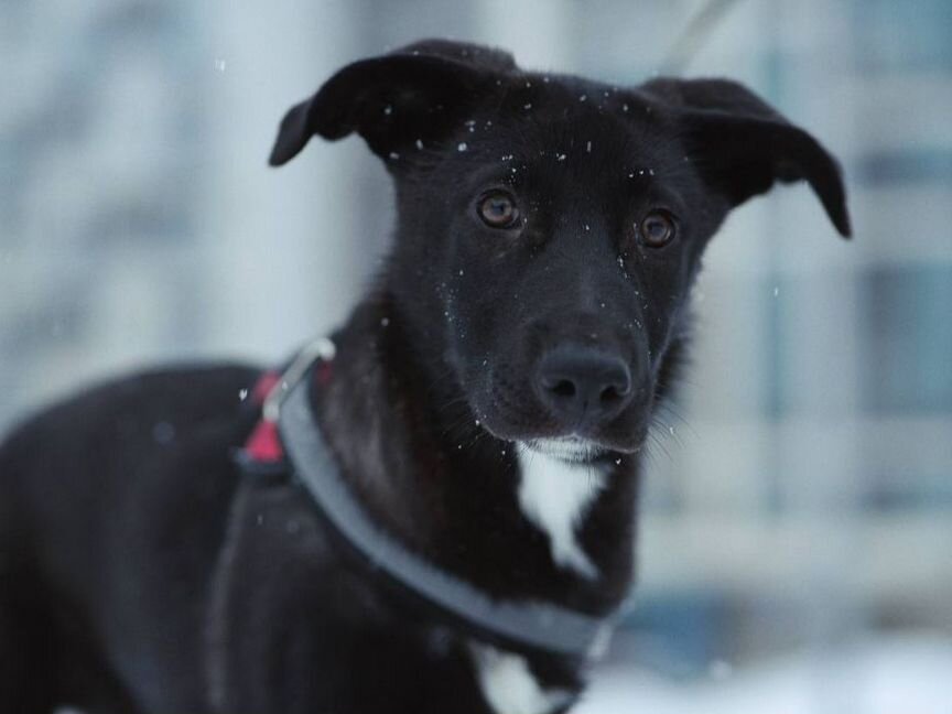Собачка в добрые руки