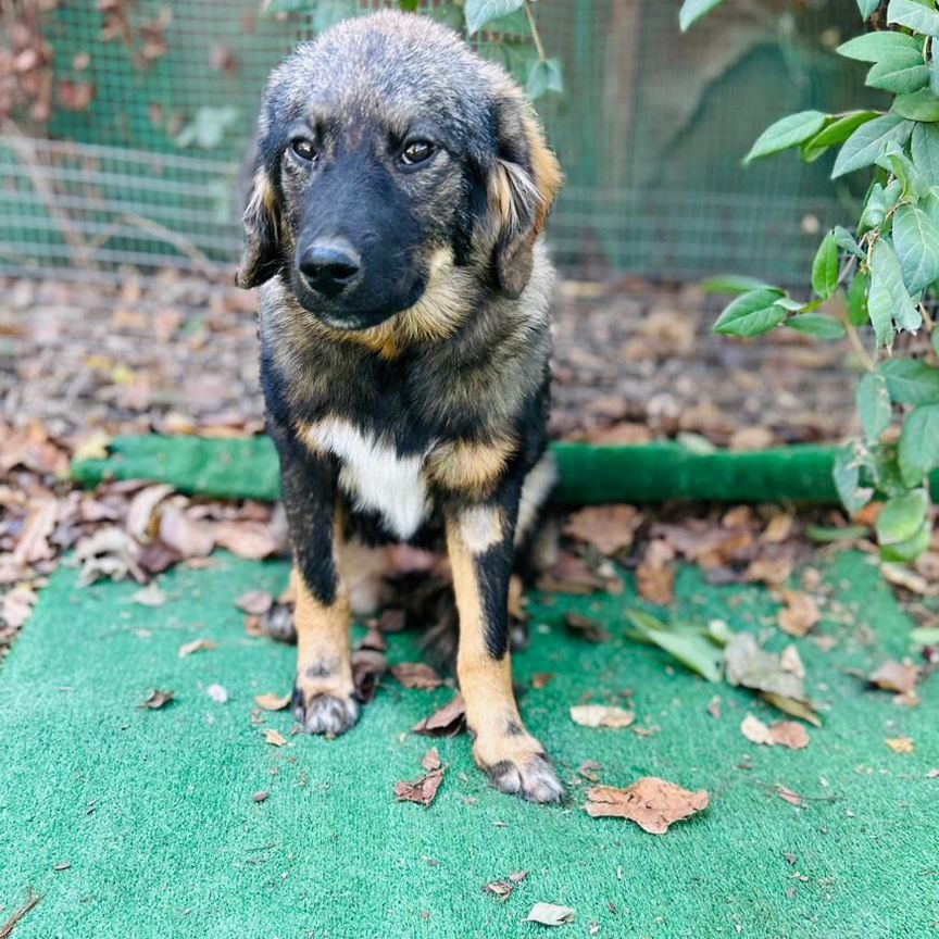 Собаки в добрые руки