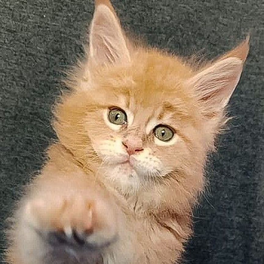 Котята мейн-кун, кот