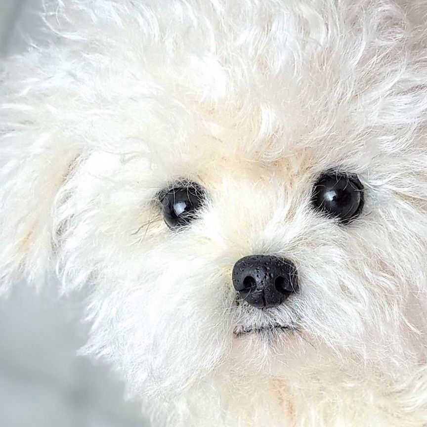 Взрослая собака в добрые руки