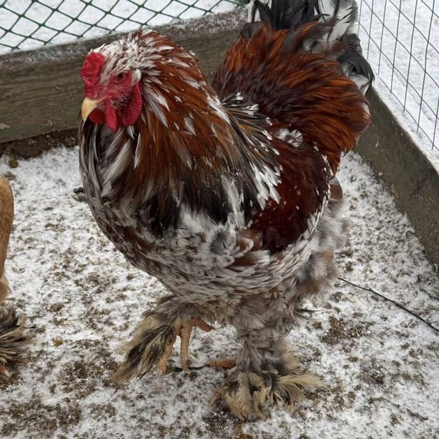 Цыплята Брама порцелян