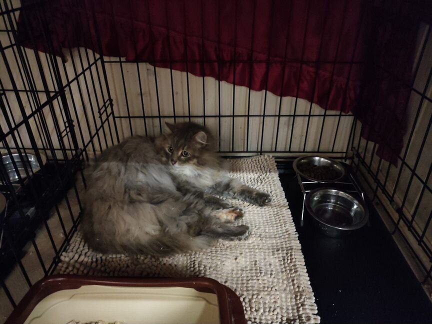 Кошка кошки