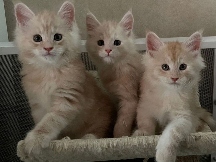 Котята мейн-кун