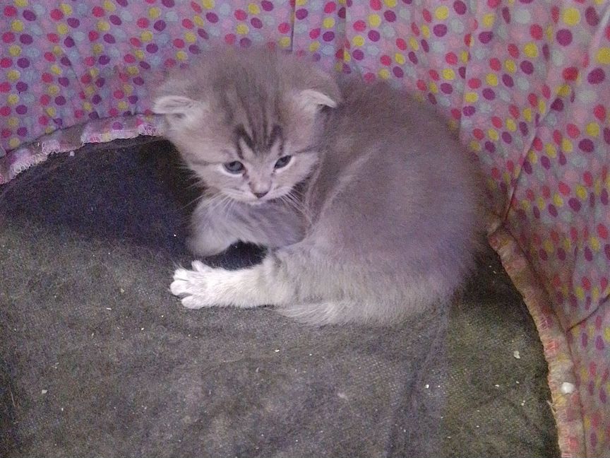 Кошка