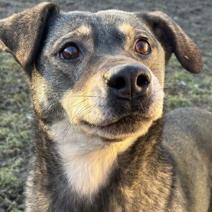 Взрослый пёс в добрые руки