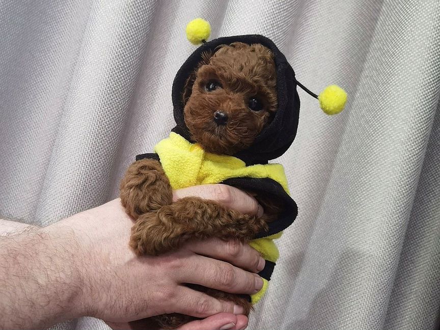 Мальтипу ред-браун мальчик