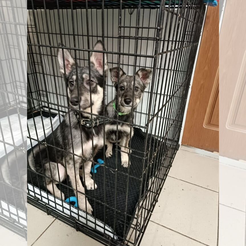 Щенки девочки, будут небольшие