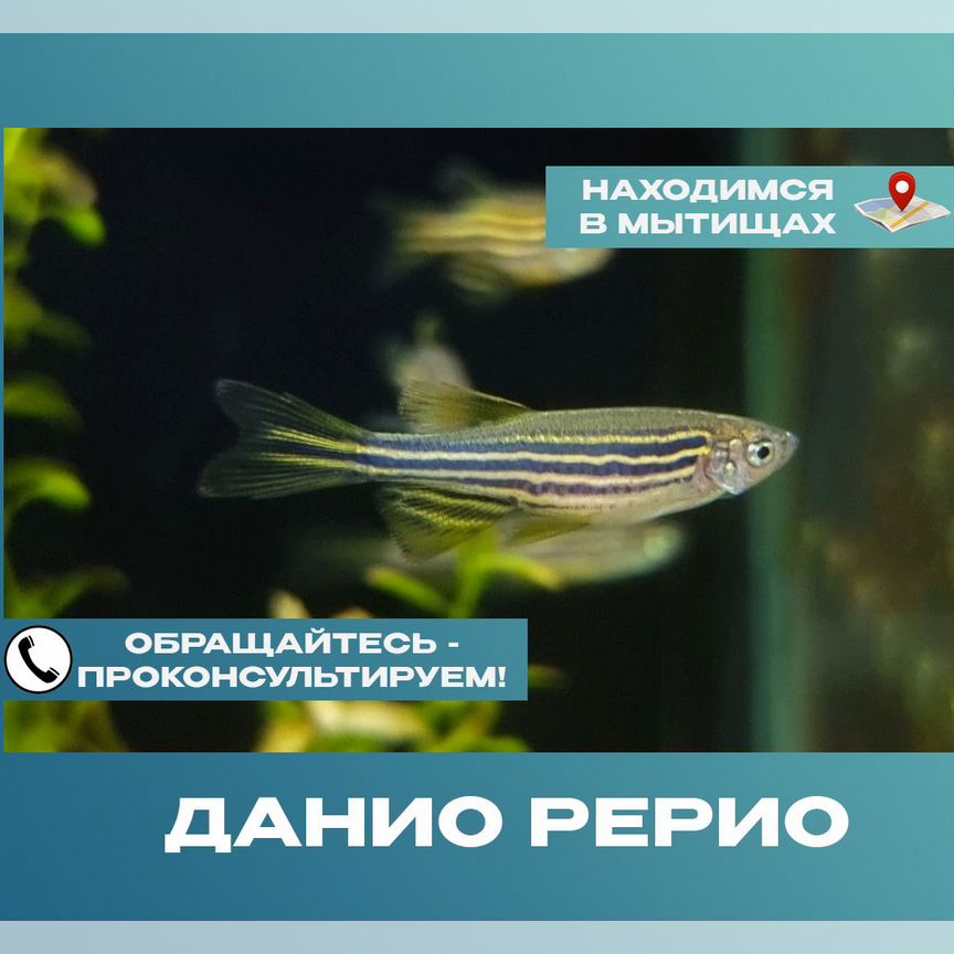 Данио рерио