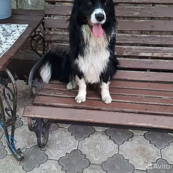 Вязка. Спаниэль