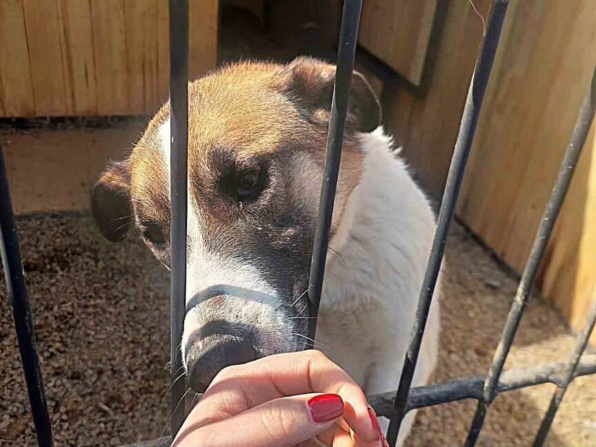 Самый ласковый пёс отлова под номером 563-П