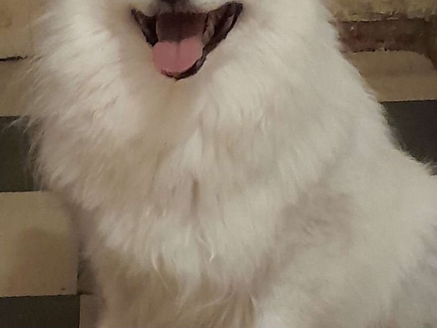 Японский шпиц