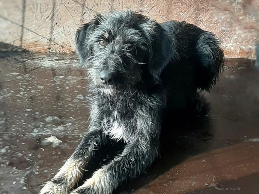 Метис Дратхаара в добрые руки