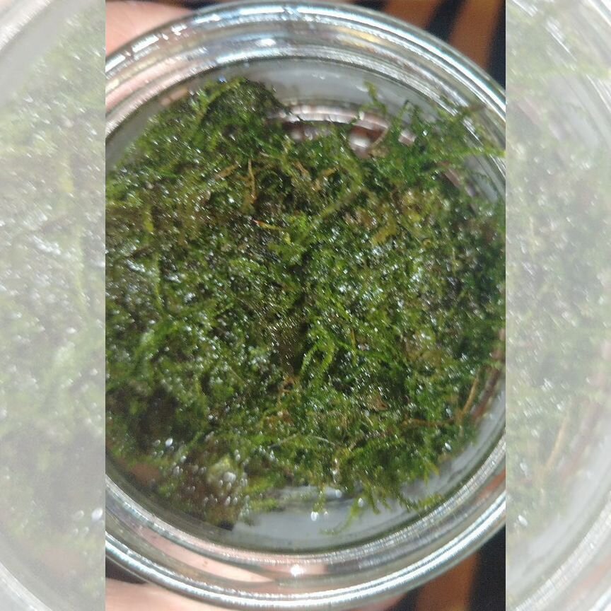 Мох аквариумный яванский