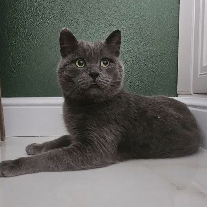 Британский короткошёрстный, взрослый кот