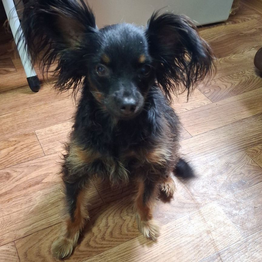 Щенок тойтерьер мини